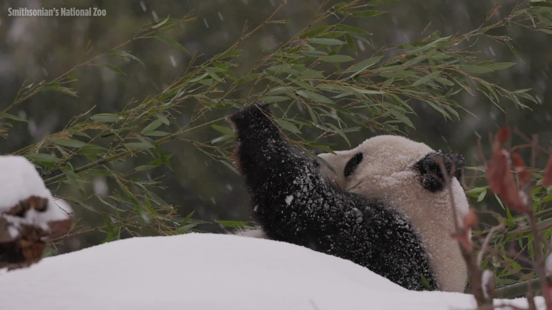 DC’s new pandas are loving the snow day – The Hill